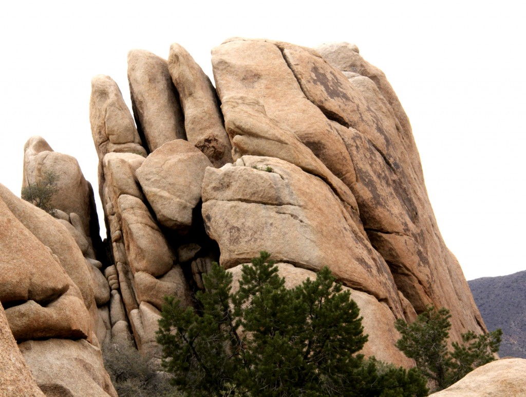 5 Reasons to Visit Joshua Tree National Park